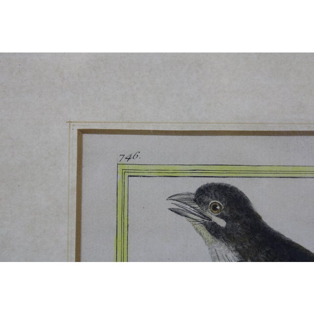 18th Century Antique French Francois Martinet Colored Tropical Bird ...