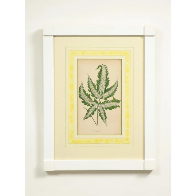 Edward Joseph Lowe Botanical Prints 1861- Set of 6 | Chairish