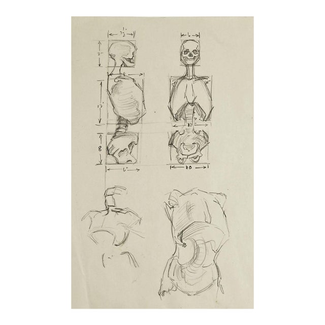Mid 20th Century Anatomy Skeleton Study Drawing | Chairish