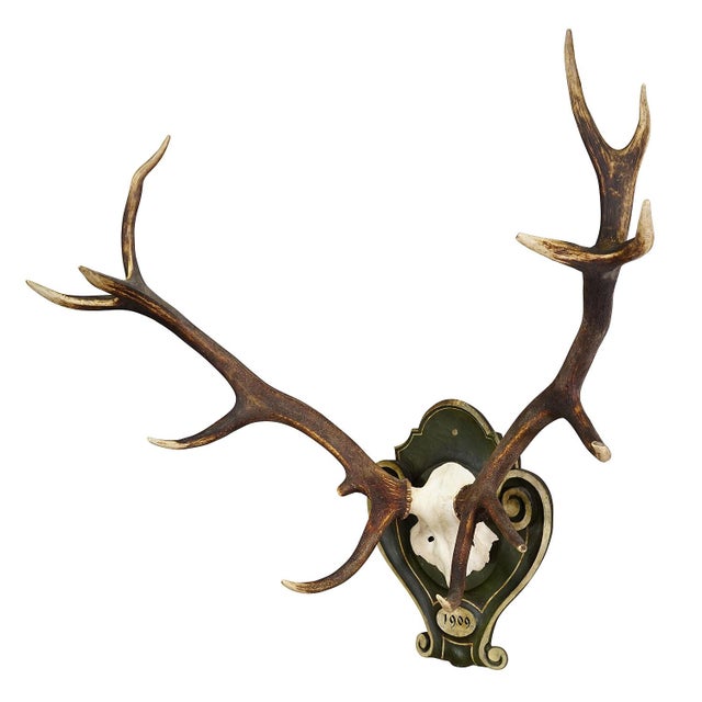 Black Forest Uneven 14 Pointer Red Deer Trophy on Wooden Plaque 1909 ...