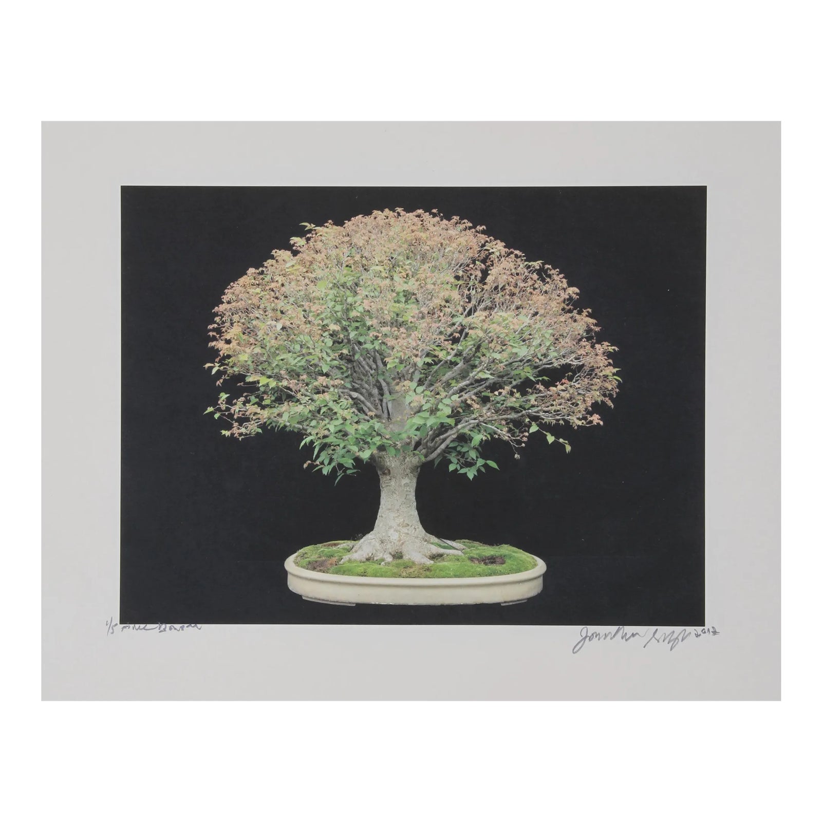 Fine Bonsai 7, Jonathan Singer | Chairish