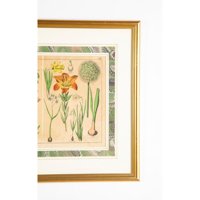 19th Century German Hand Colored Botanical Prints in Gilt Wood Frames ...