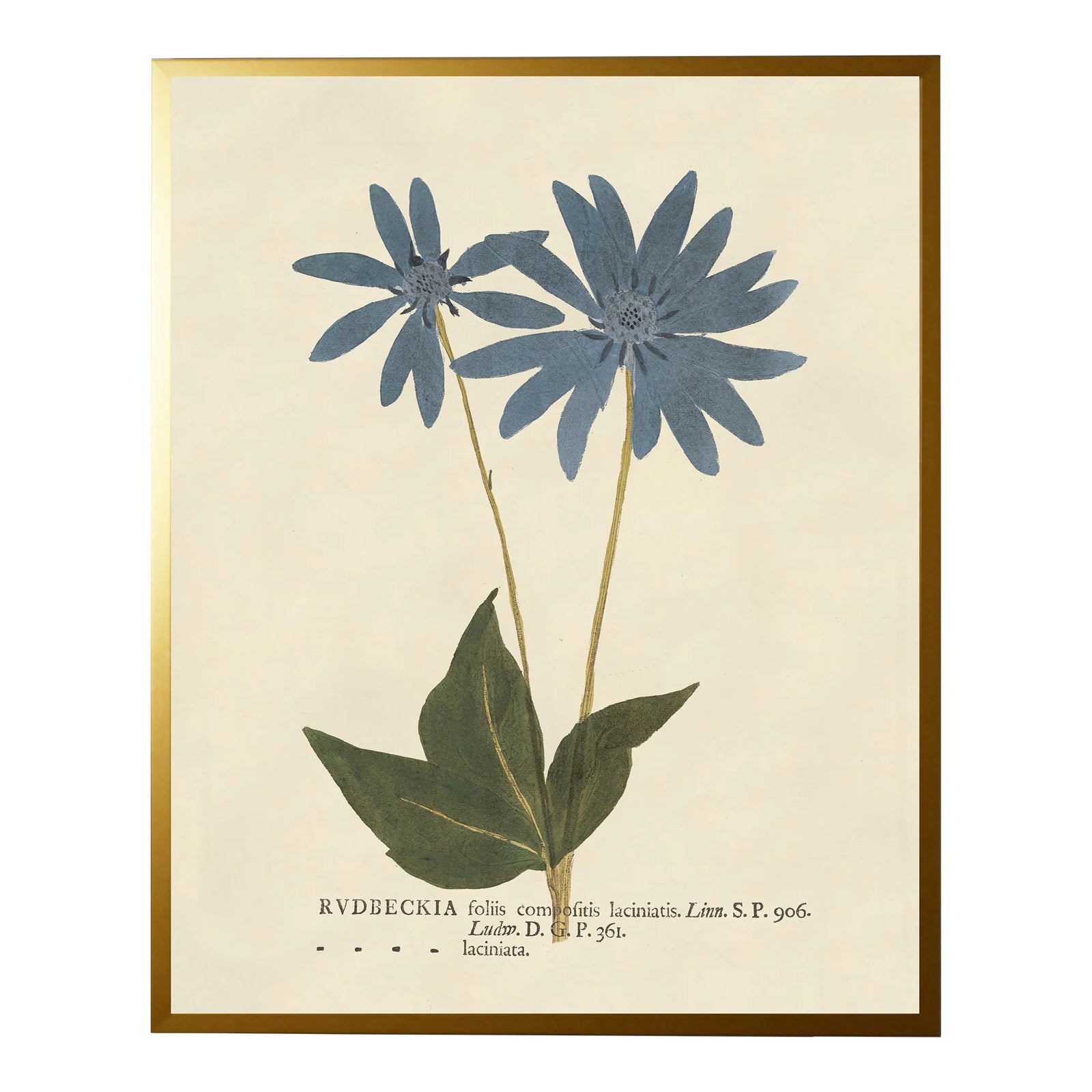 Blue Rudbeckia Print in Gold Shadowbox - 19" x 25" | Chairish