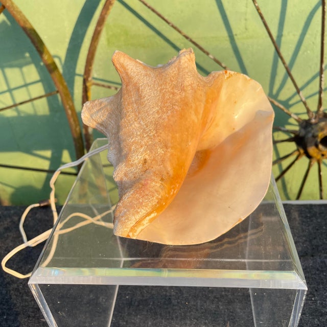 Mid 20th Century Conch Shell Lamp | Chairish