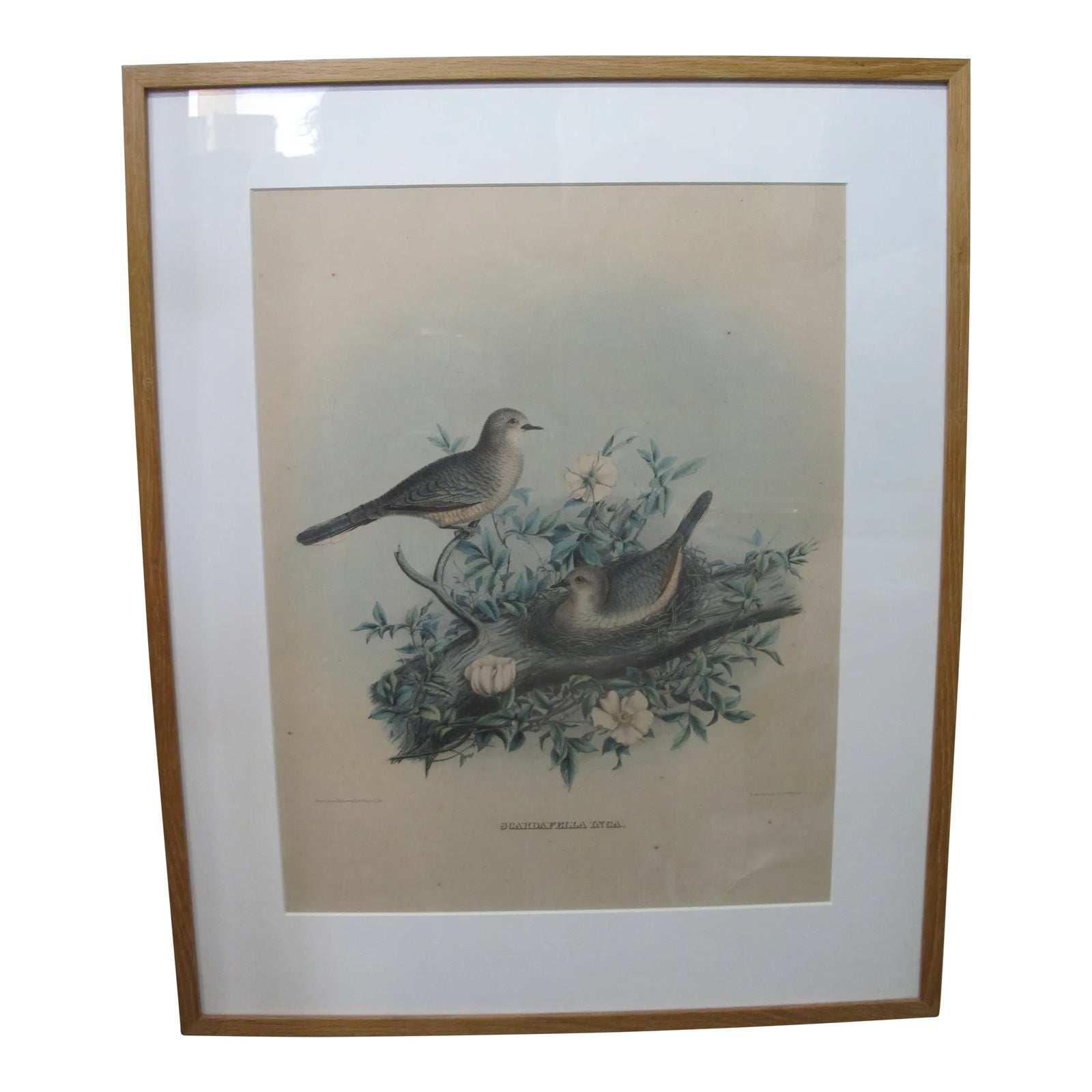 Daniel Giraud Elliot Framed C1869 Scardafella Inca Little Dove ...