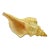 Mid 19th Century Vintage Large Natural Horse Conch Shell Nautical ...