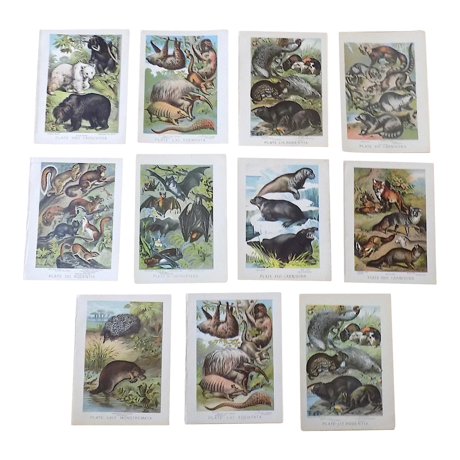 Antique 19th Century Lithographs - Animals/Fauna - Set of 11 | Chairish