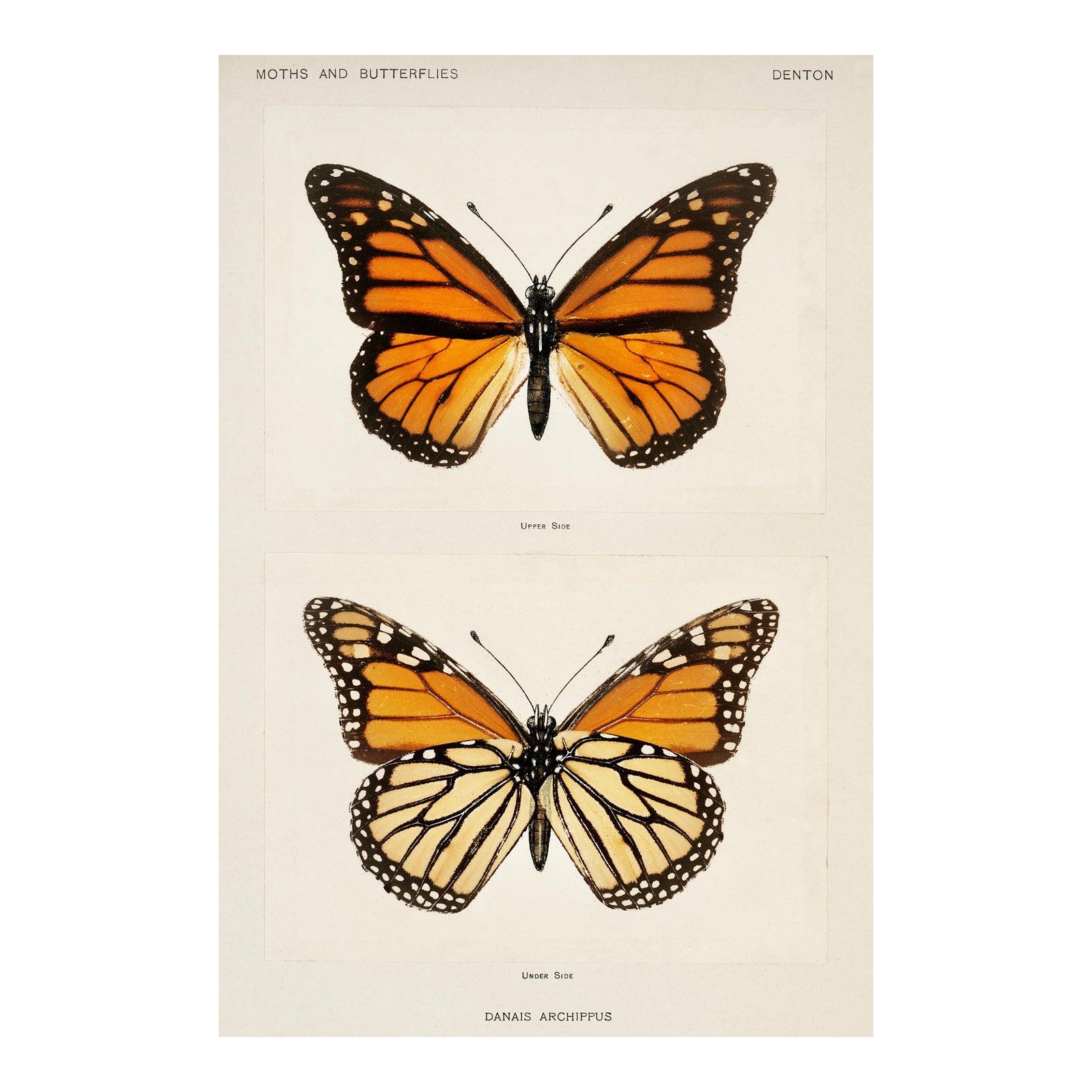Monarch Butterfly by Sherman F. Denton, Vintage Entomology Reproduction ...