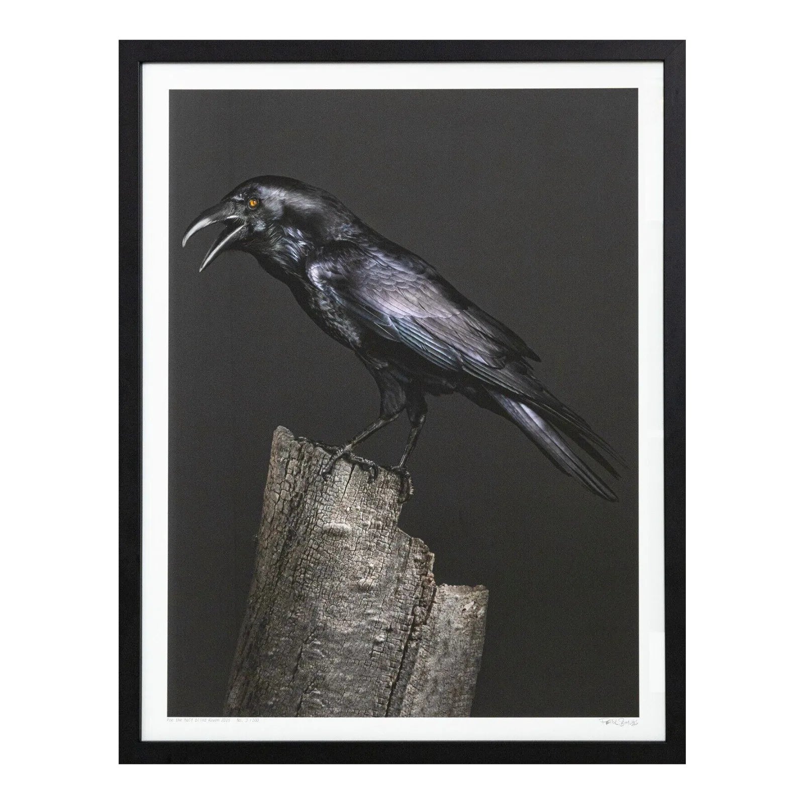 Peter Samuels Poe, the Half Blind Raven Signed Photograph 3/100 Framed ...
