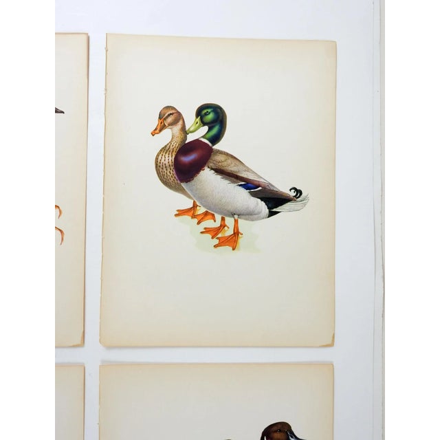 Vintage 1950 Duck Geese Menaboni's Birds Prints - Set of 4 | Chairish