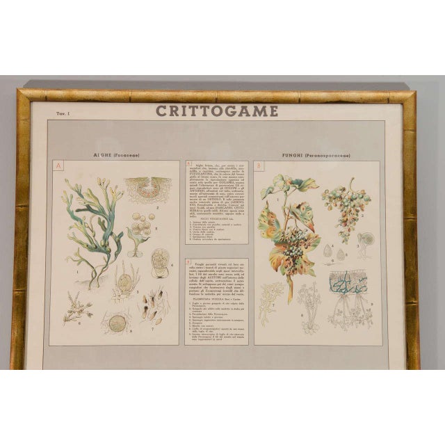 Early 20th Century Italian Botanical Print | Chairish