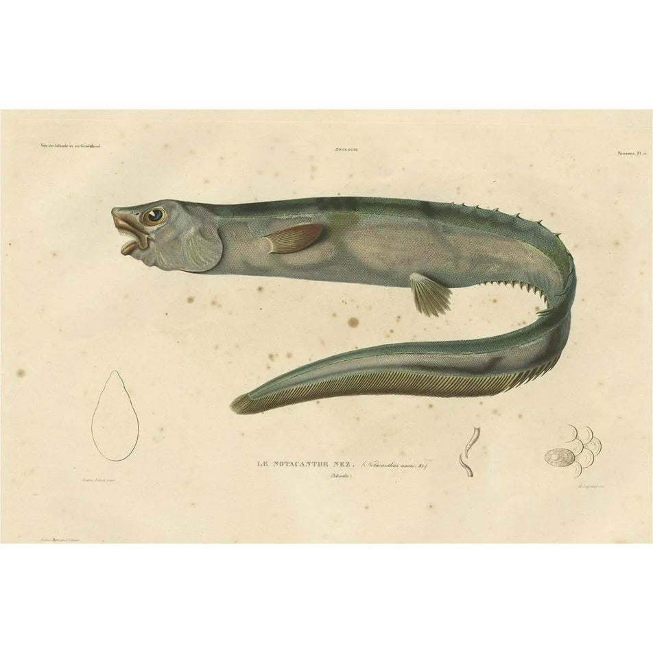 Snub-Nosed Spiny Eel, 1842, Paper | Chairish