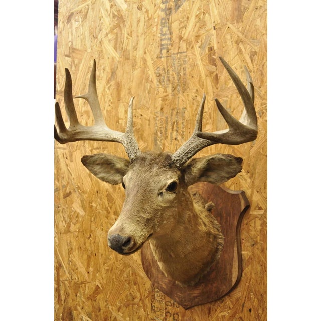 Vintage Red Deer Shoulder Mount Antler Horn Rack Taxidermy Cabin Wall ...
