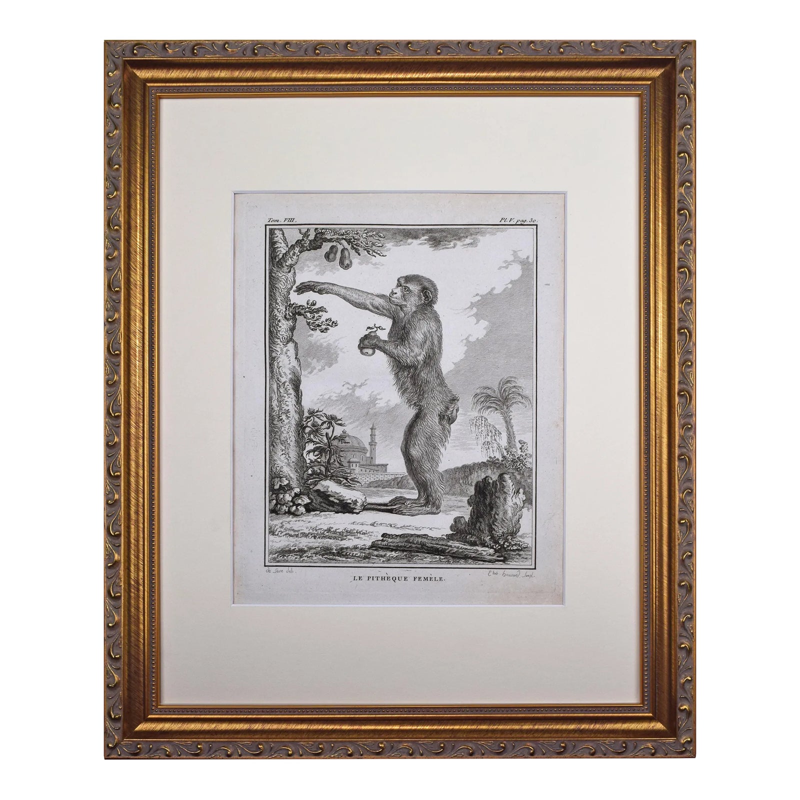 18th Century Original French Monkey Engraving by Buffon 1789 | Chairish