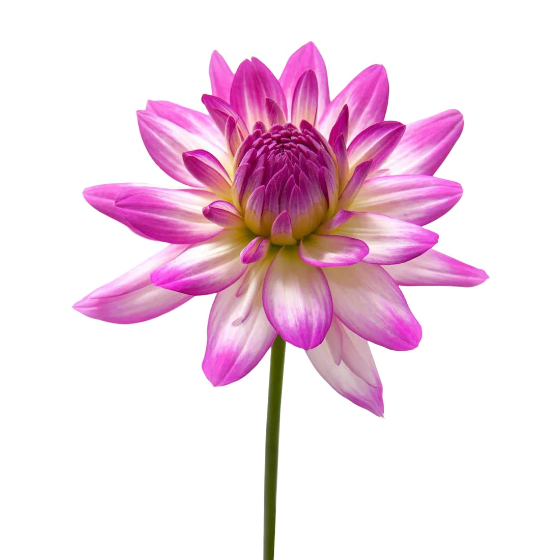 Fine Art Photograph - "Botanical 32" | Chairish