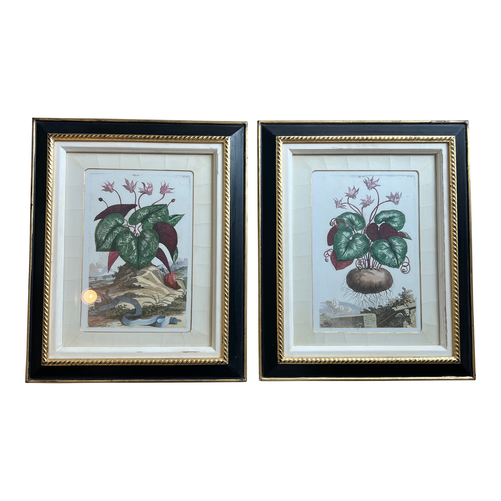 Trowbridge English Botanical Engraving Prints of Cyclamen- A Pair ...