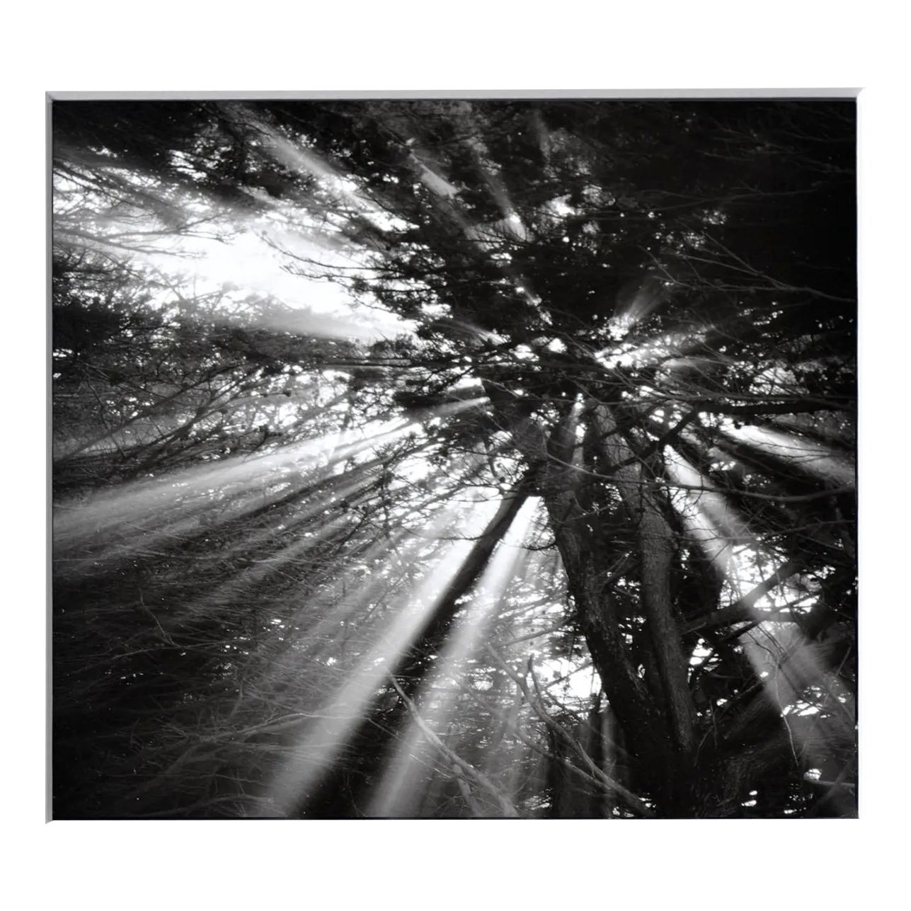 Cypress Tree Sunbeams - Black & White Landscape Photograph by Jeffrey ...