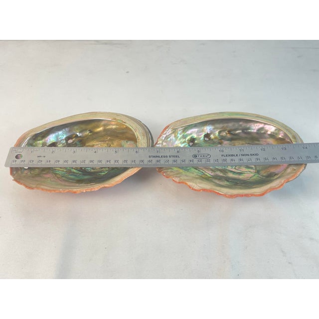 Pair of 1970s Large Polished Red Abalone Shells | Chairish