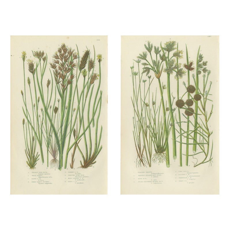 Anne Pratt, Sea Spleenwort and Green Spleenwort Ferns, 1873, Prints ...