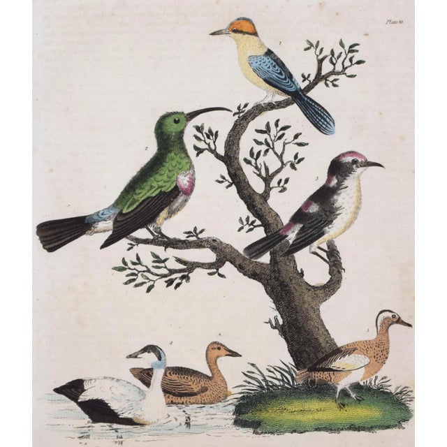 19th Century Antique Hand Colored Ornithological Engraving of Bird ...