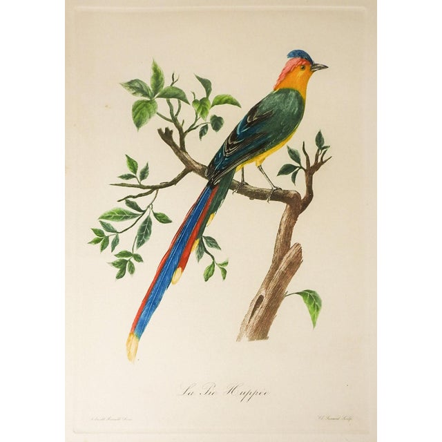Vintage Mid Century French Bird Prints - a Pair | Chairish