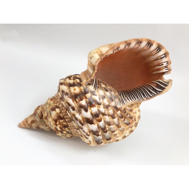 Large Vintage Triton Trumpet Seashell | Chairish
