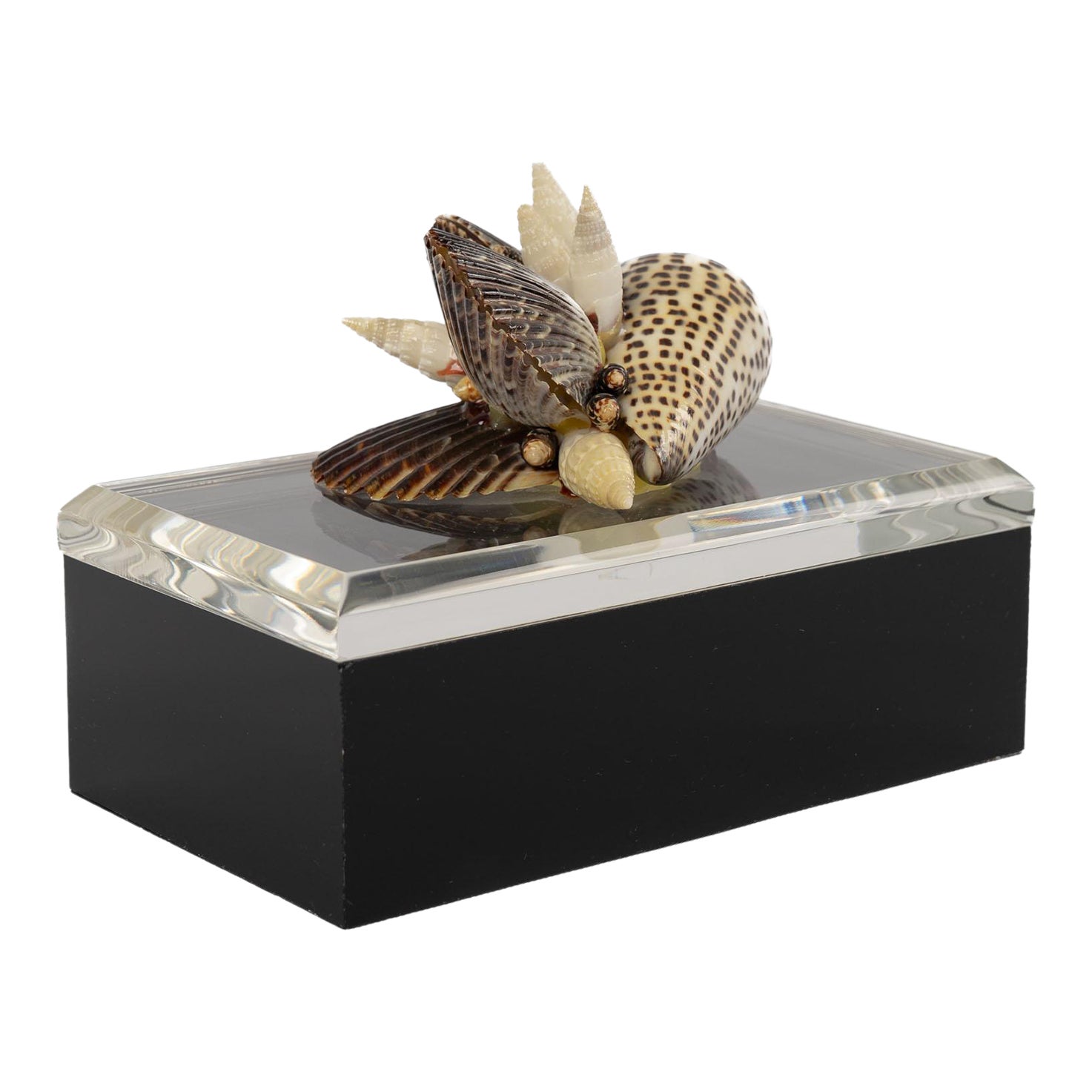 Vintage Lucite Lidded Box With Natural Seashell Cluster Handle | Chairish
