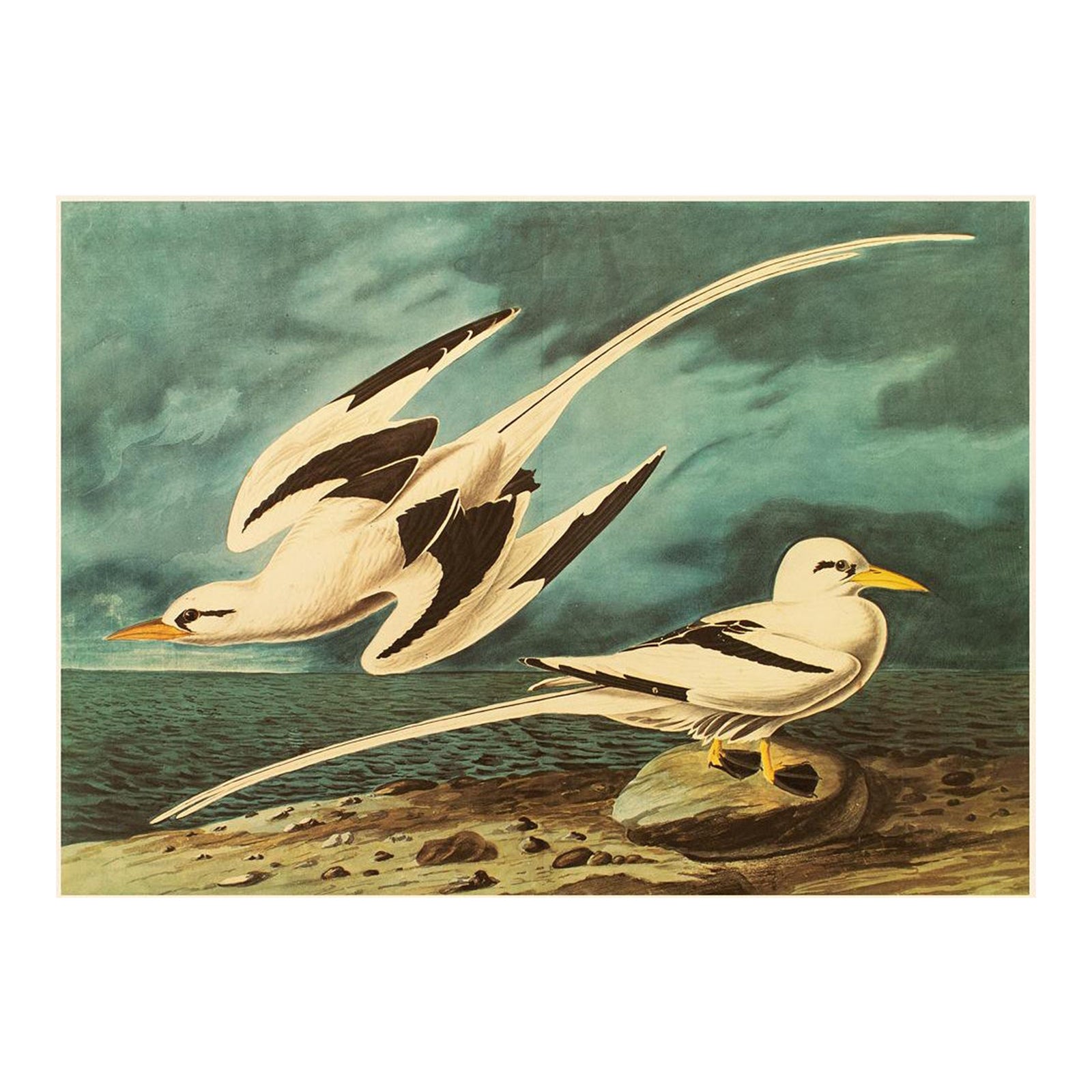 1966 White-Tailed Tropicbirds After John J. Audubon, XL Cottage Print | Chairish