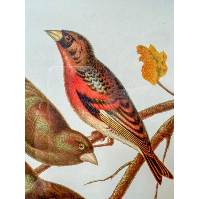 Vintage Bird Family Prints by William Rutledge Matted and Framed- a ...