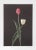 Harvey Edwards "Tulips" Offset Lithograph | Chairish
