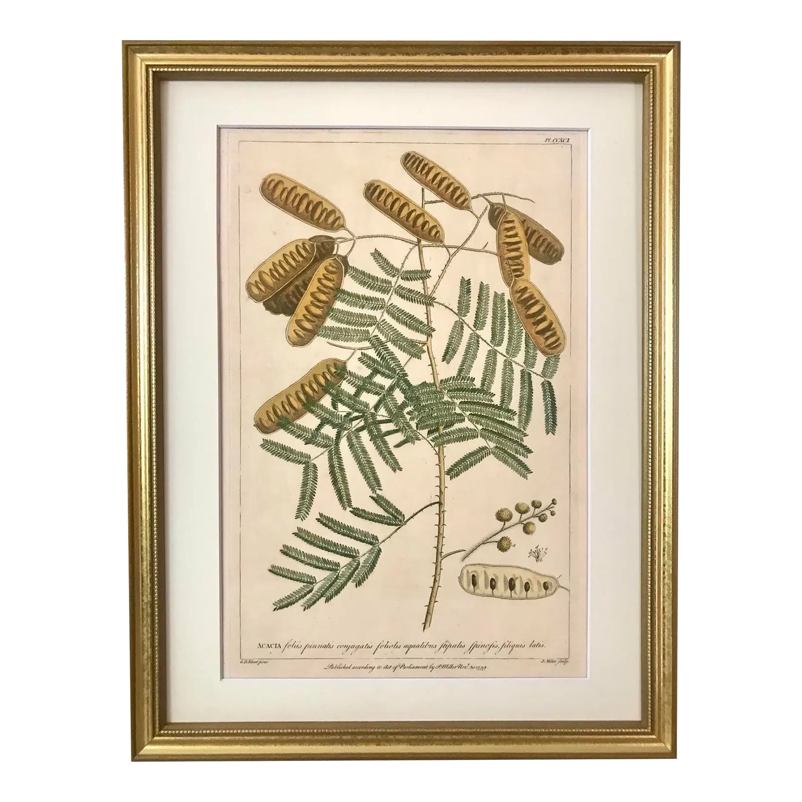 Antique Large Botanical Print Acacia Tree by Phillip Miller London 1759 ...