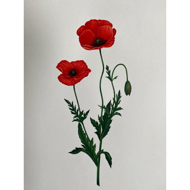 Realistic Poppy Still Life Botanical Painting , Red Poppy Original ...