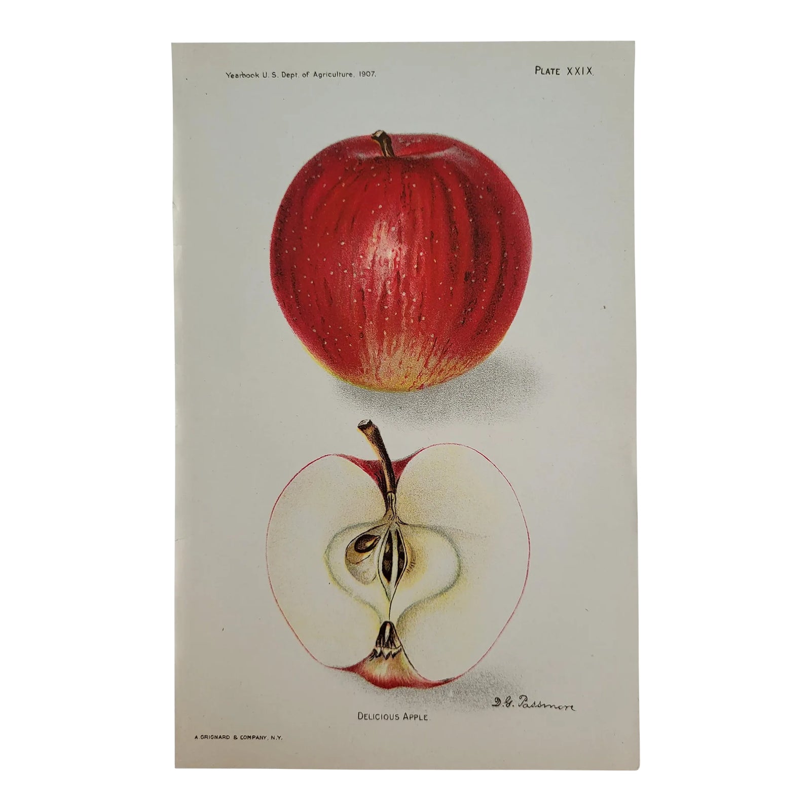 1907 Red Delicious Apple Engraving Print | Chairish