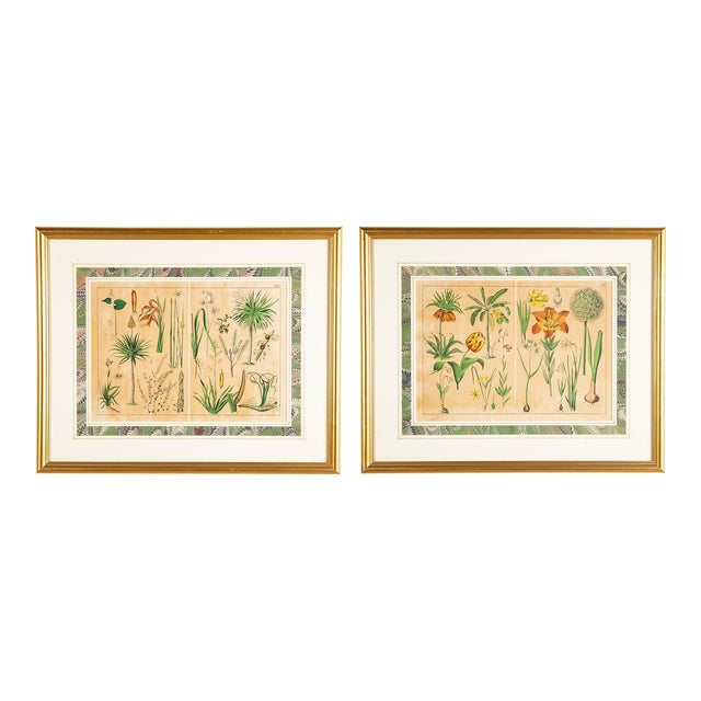 19th Century German Hand Colored Botanical Prints in Gilt Wood Frames ...