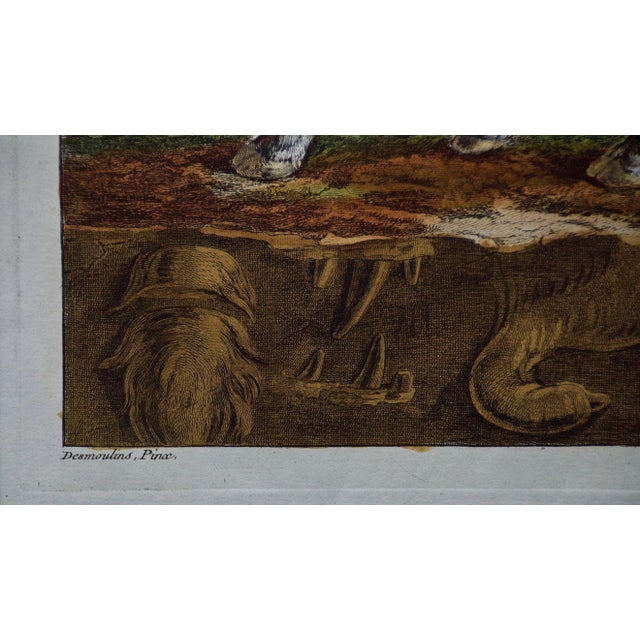 18th Century Hand Colored Engraving of a Camel From Pennant's " British ...