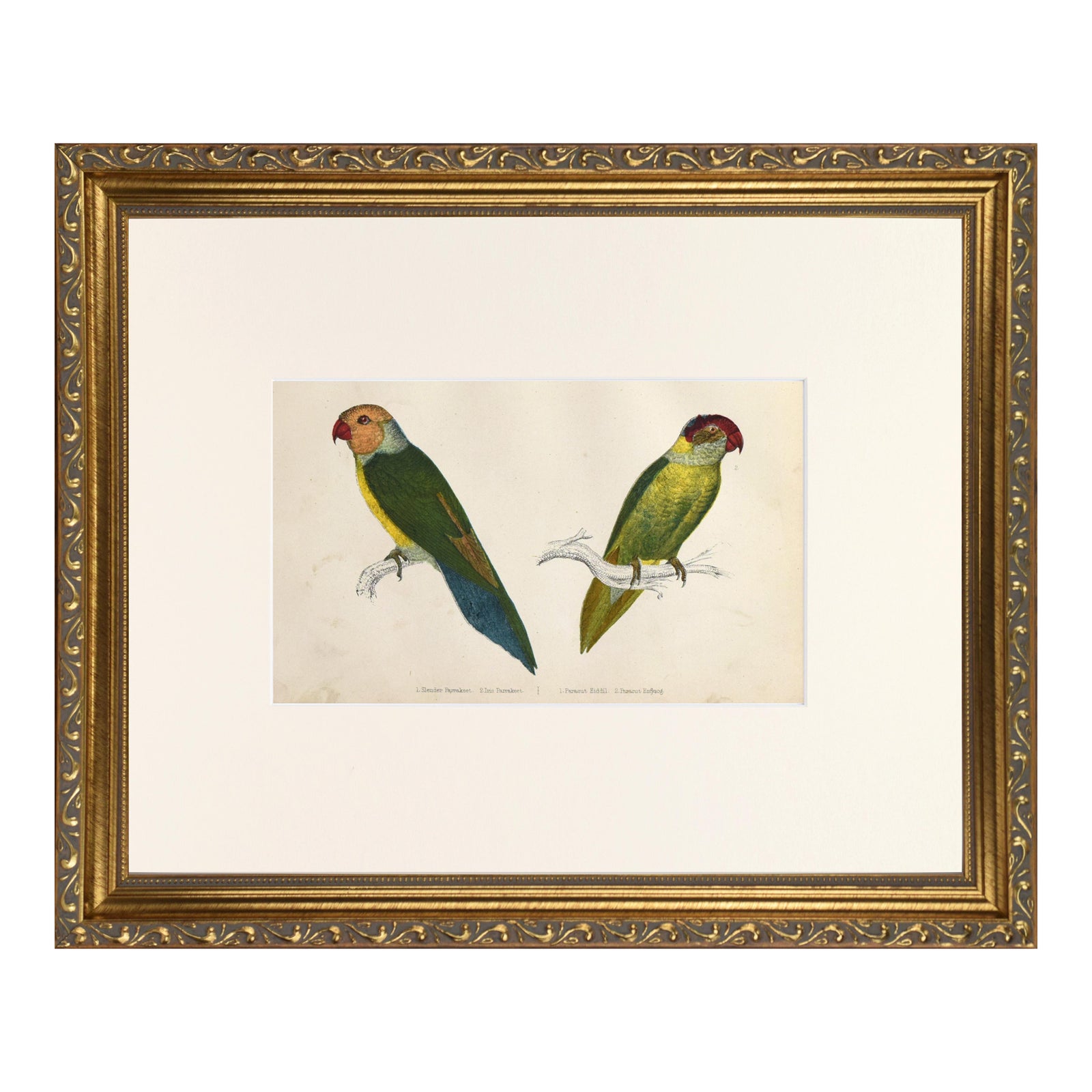 19th Century English Hand Colored Parrot/ Parakeet Bird Engraving by ...