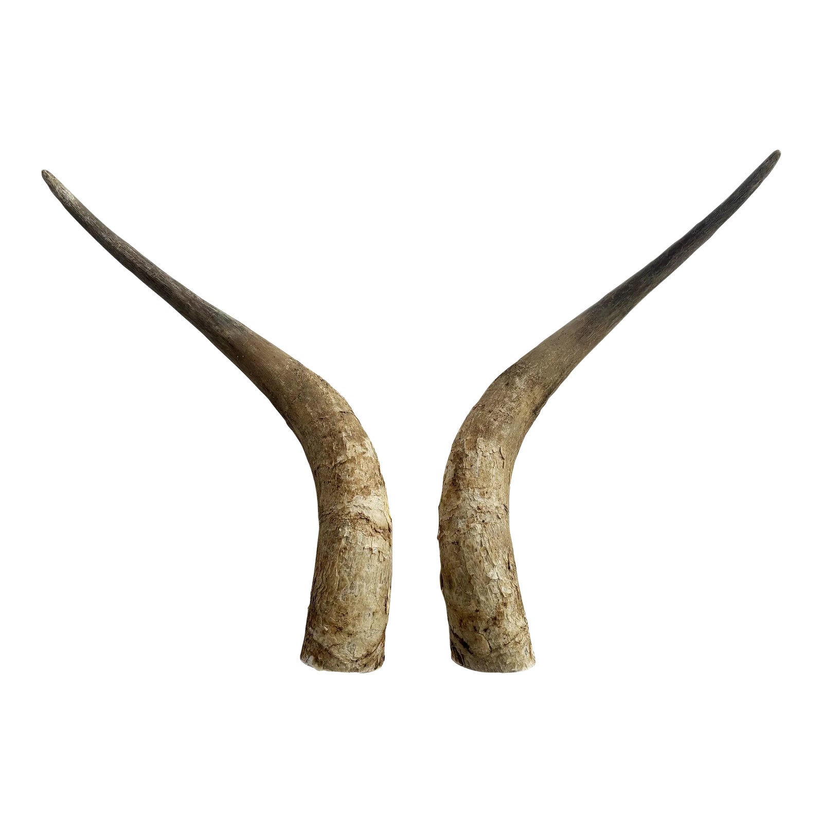 1960s Primitive Longhorn Bull Horns Southwest Décor - Set of 2 | Chairish