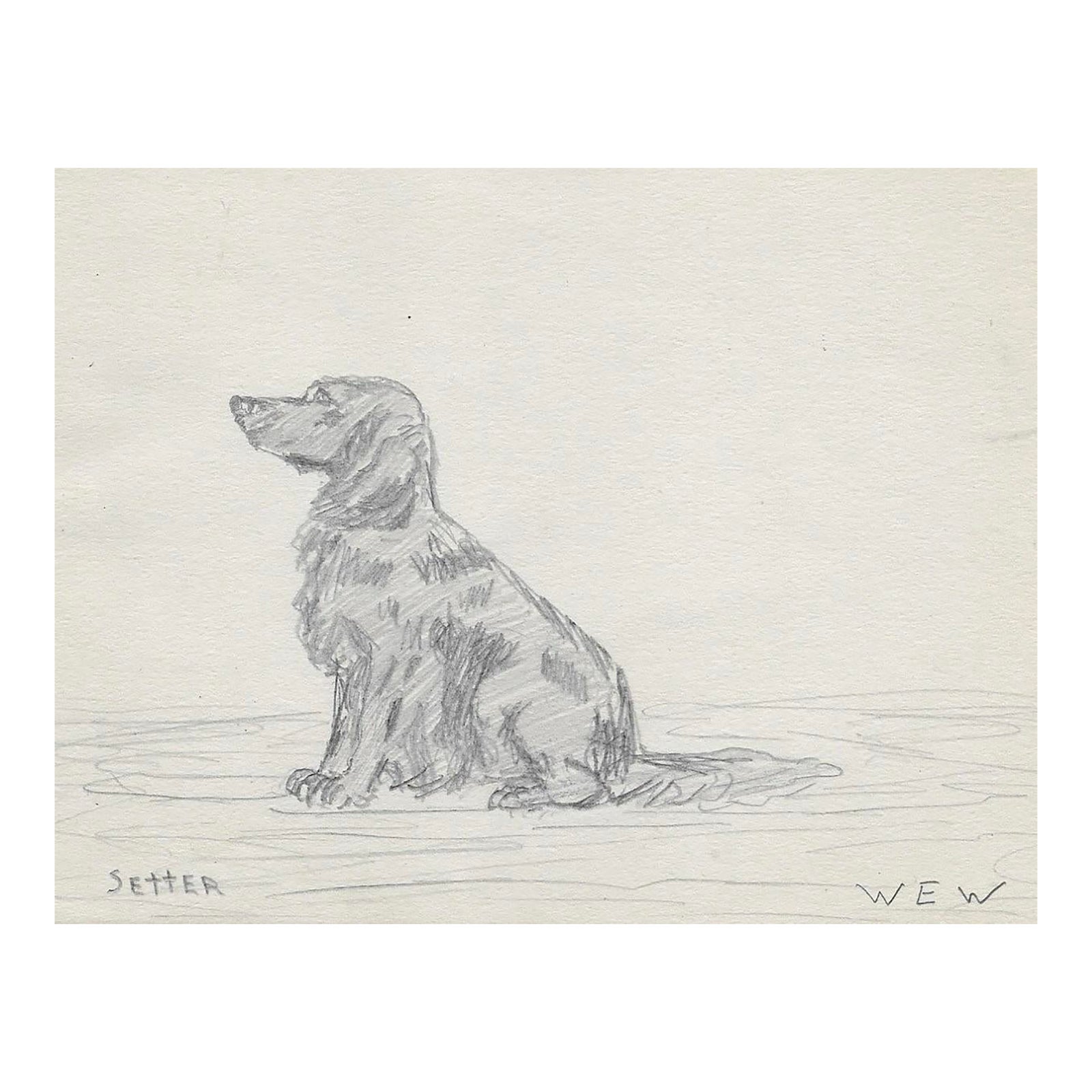 1943 Setter Dog Drawing by William Wood | Chairish