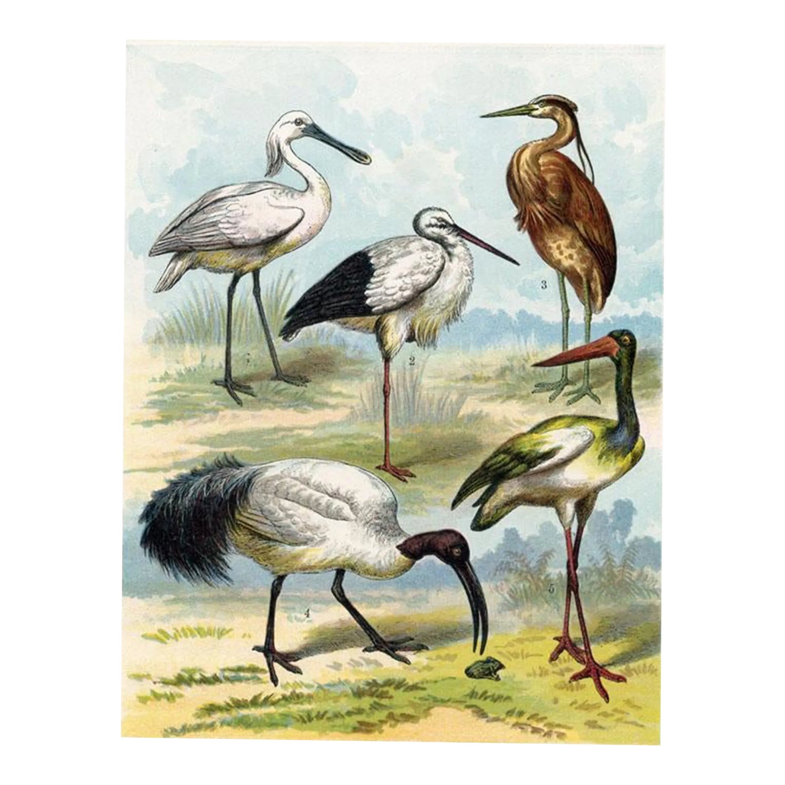 1886, Stork Print, Original Antique Bird Lithograph | Chairish