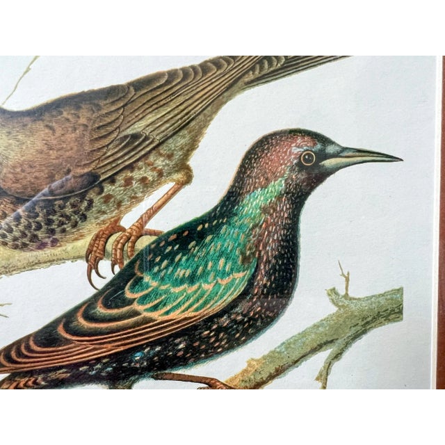 Vintage Bird Family Prints by William Rutledge Matted and Framed- a ...