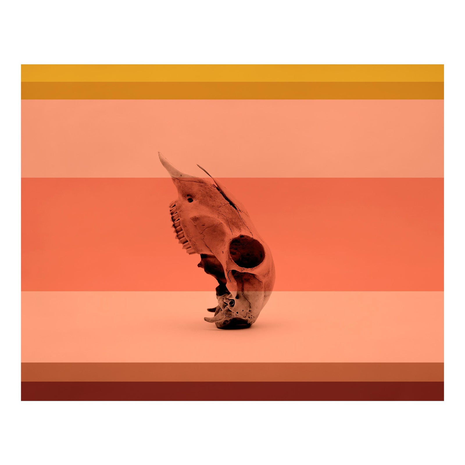 Coral & Bone - Photograph by Guy Sargent | Chairish