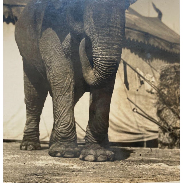 Original Ringling Bros Circus Elephant Portrait Photo - Roland Butler ...