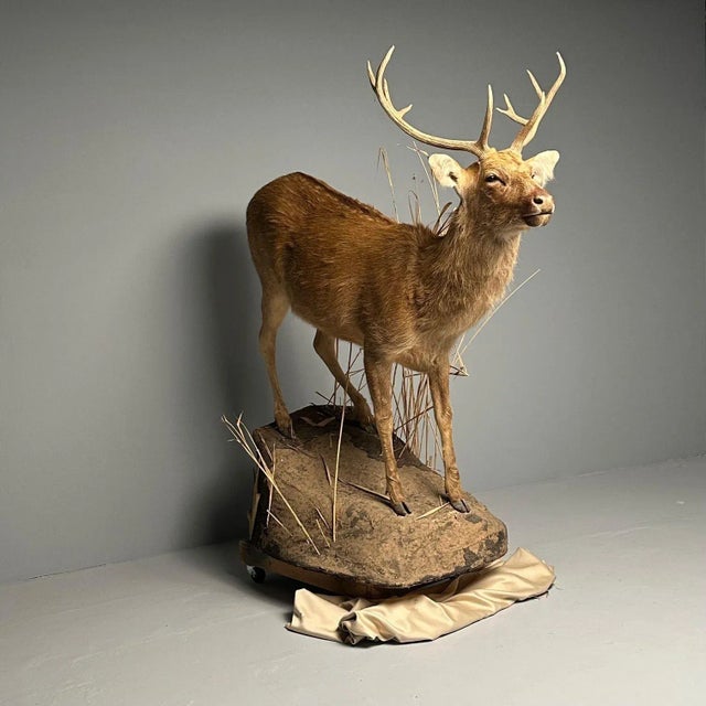 Life-Size Taxidermy Full Body Deer on Faux ConcreteBase, Barasingha ...