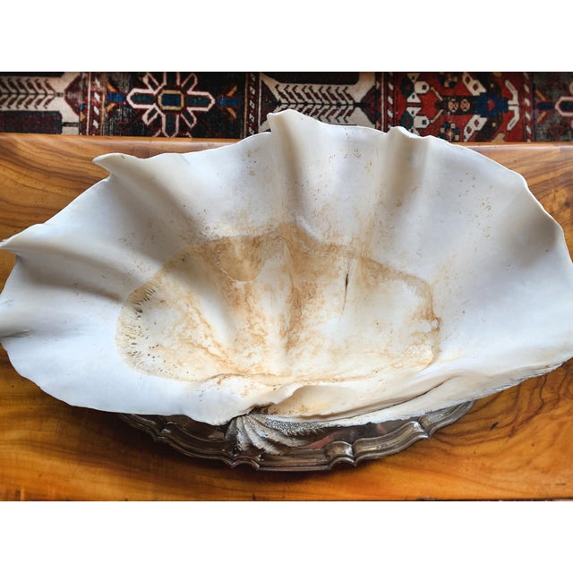 Large Natural Clam Shell | Chairish