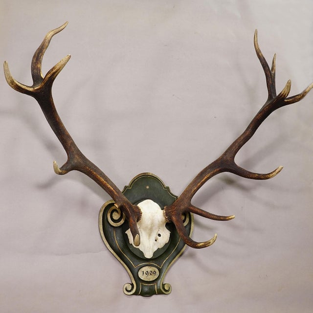 Black Forest Uneven 14 Pointer Red Deer Trophy on Wooden Plaque 1909 ...