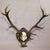 Black Forest Uneven 14 Pointer Red Deer Trophy on Wooden Plaque 1909 ...