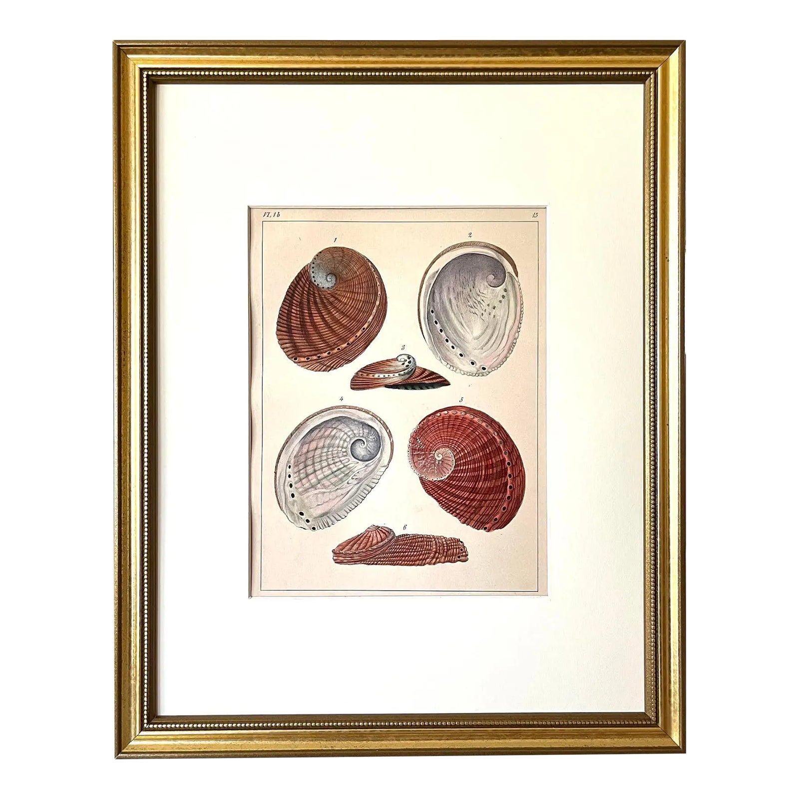 Original Antique Lithograph of Abalone Sea Shells by F. H. Martini 1837 ...