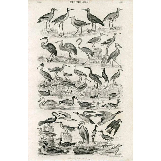 Mid-1800s, Water Birds Print Including Stork and Ducks, Original ...