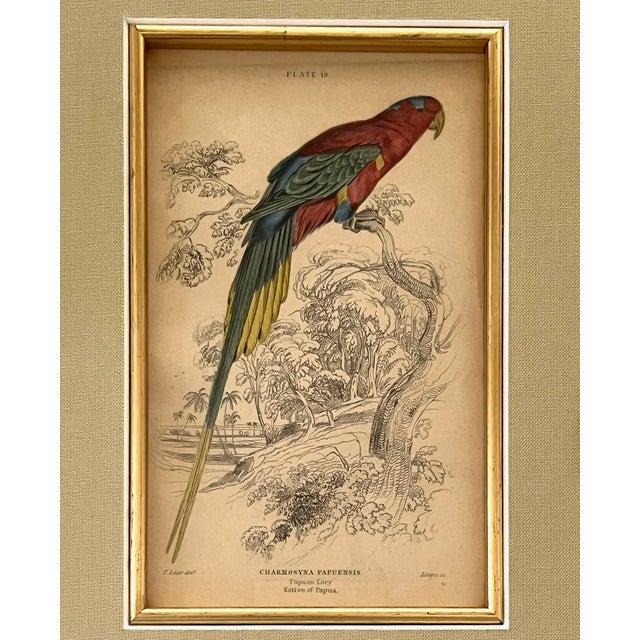 19th Century Bird Engravings - Set of Four | Chairish
