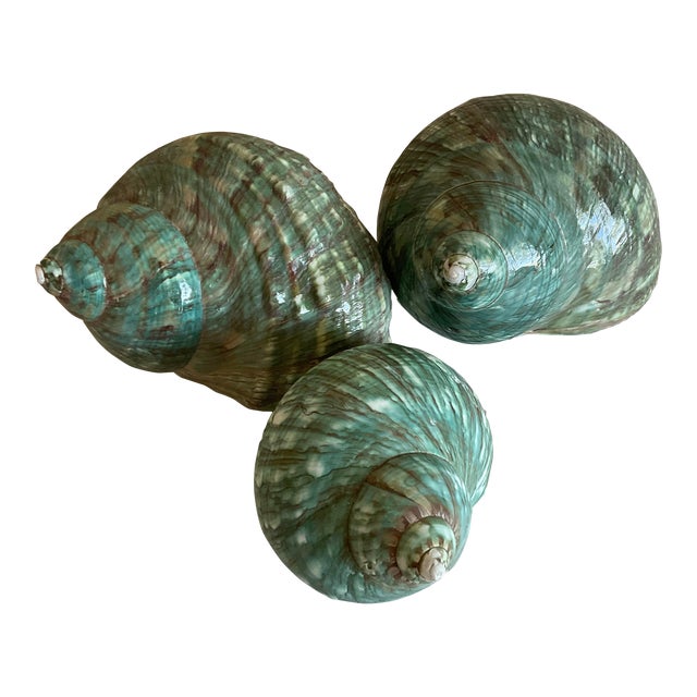 Turquoise Turbo Shells, Set of 3 | Chairish